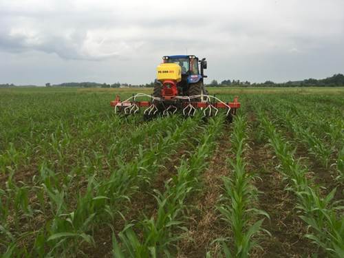 Interseeding – Marshfield Research Station